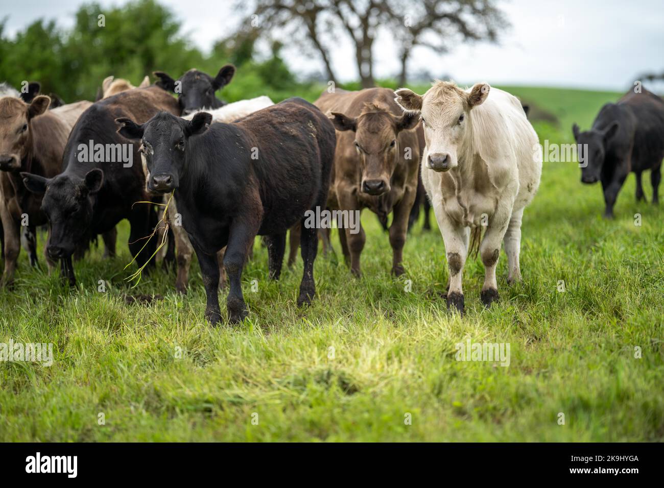 Regenerative Stud Angus, wagyu, Murray grey, Dairy and beef Cows and ...