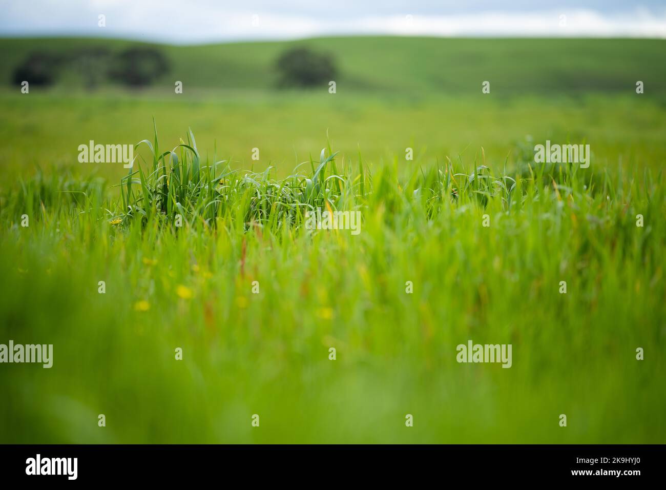 pasture growing in a field. cattle grass growing in a paddock in spring ...