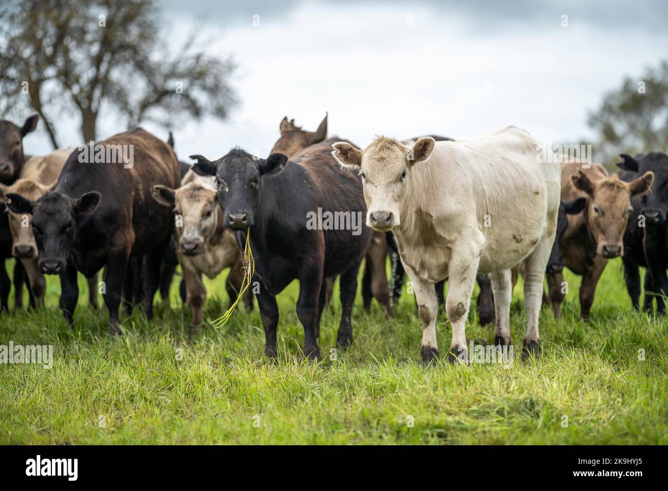 African cattle america hi-res stock photography and images - Alamy