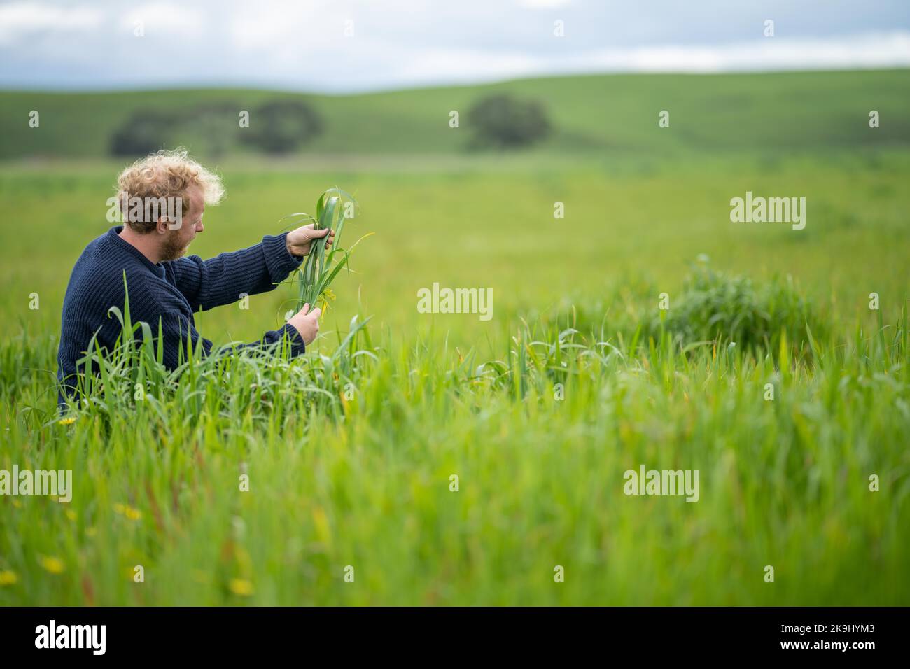 studying soil biology and soil life on a farm, looking at growing ...