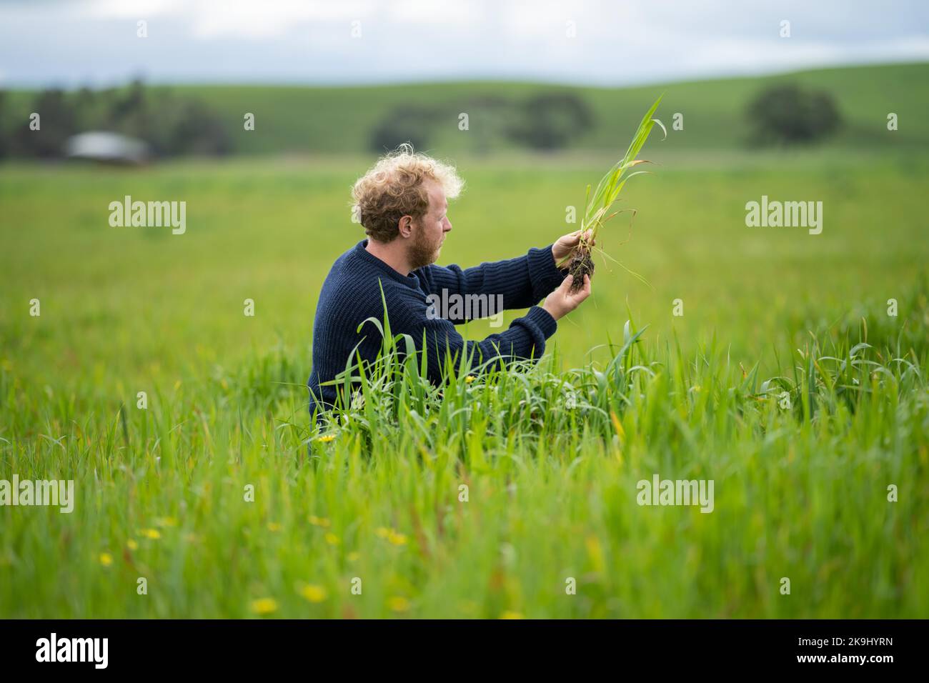 farmer looking at pasture in a field. scientist holding long grass in a ...