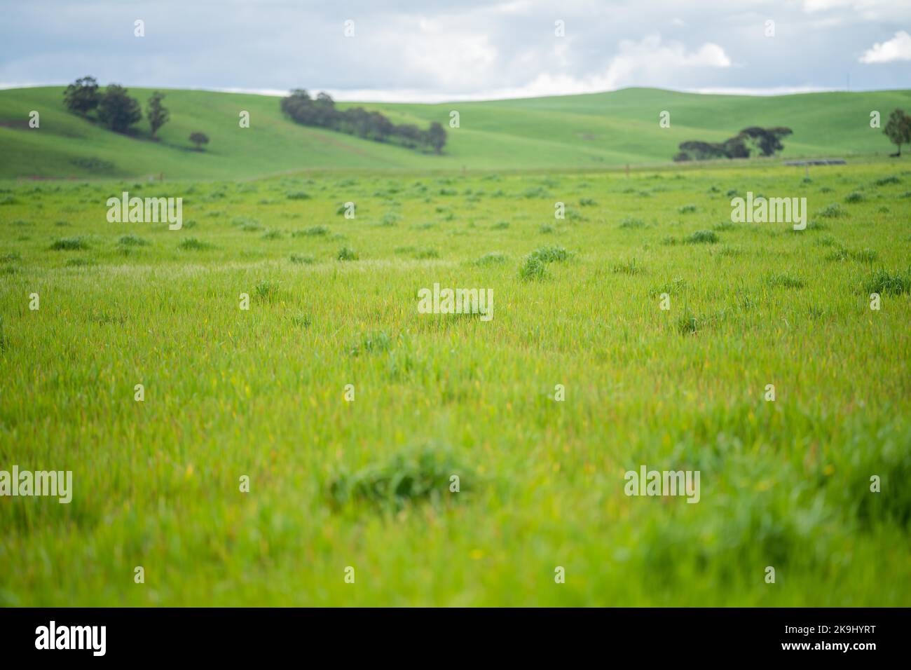 pasture growing in a field. cattle grass growing in a paddock in spring ...