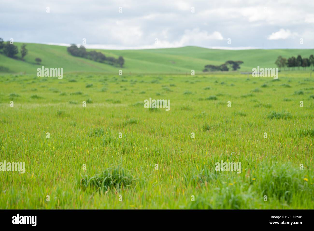 grass growing in a field. long pasture growing on a farm in spring ...