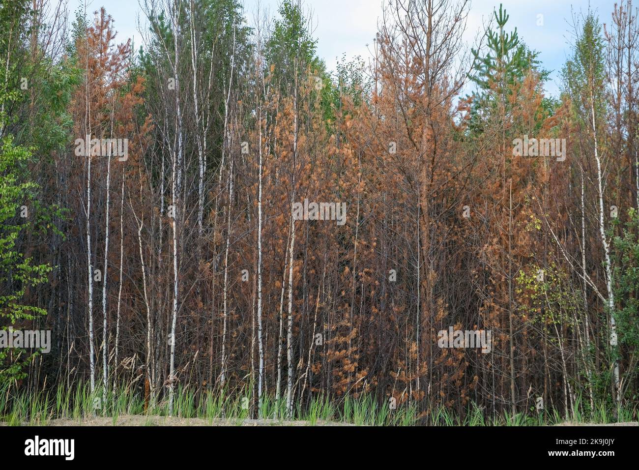 Pine forest after large-scale fire. Landscape of a burnt forest. Dead ...