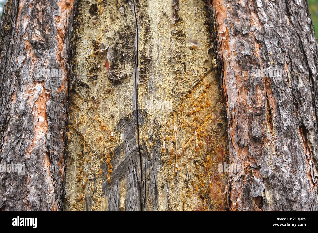 Wood resin coming out of wood. Tree sap coming out of a pine tree ...