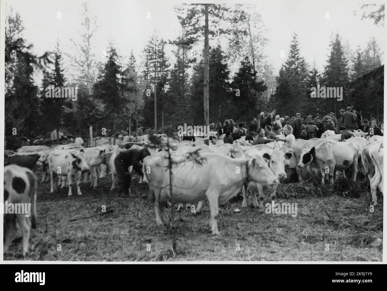 Picture taken in conjunction with the Finnish evacuation in Haparanda ...