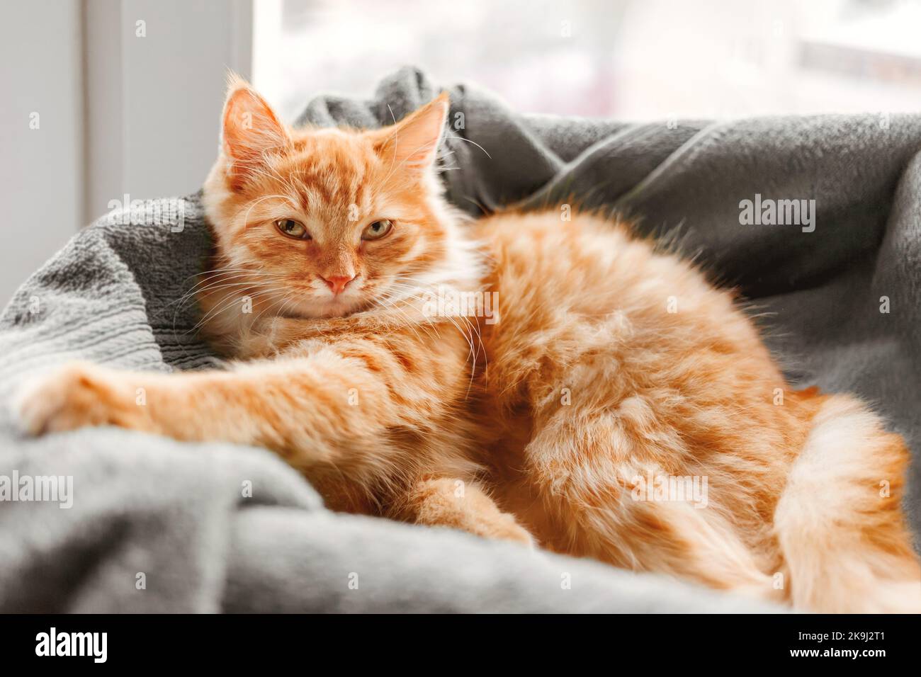 Ginger cat sleeping in bed hi-res stock photography and images - Alamy
