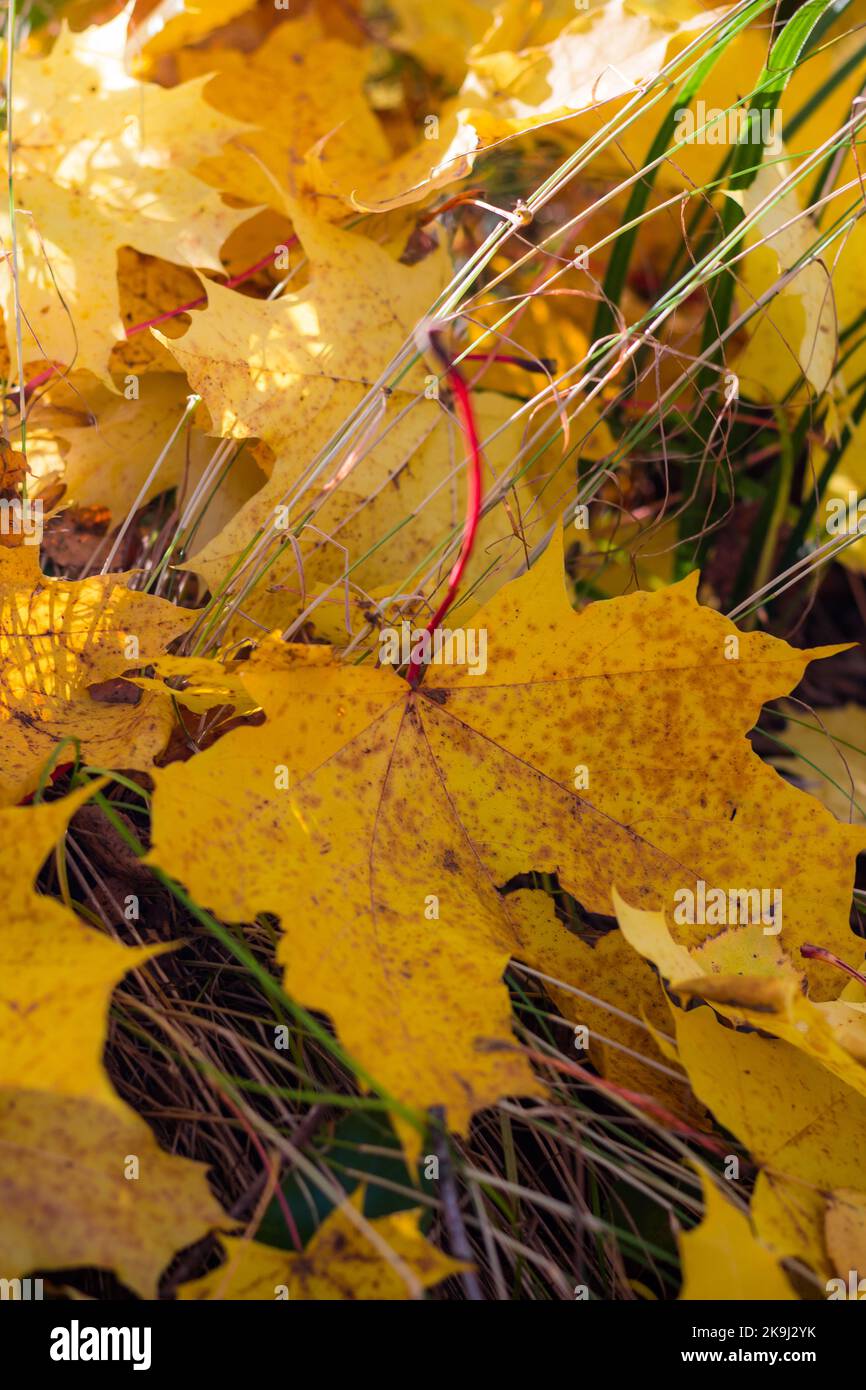 Vertical autumn background with yellow autumn maple leaves Stock Photo ...