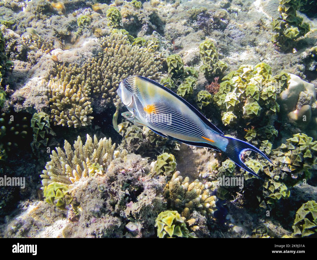 Red sea surgeonfish hi-res stock photography and images - Alamy