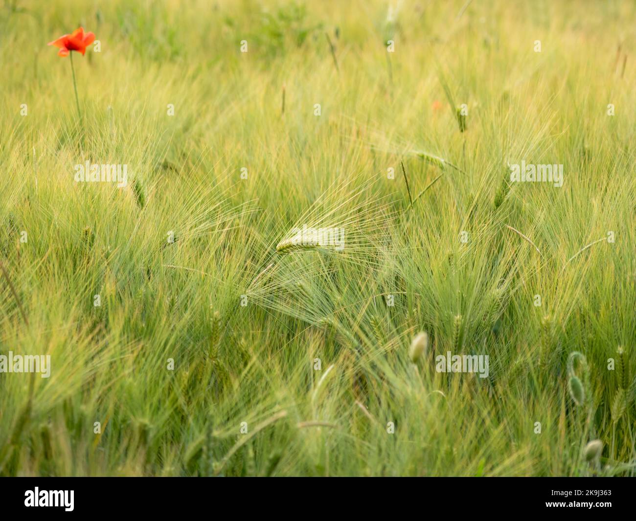 Red poppy flower on field of rye. Green plant with red buds. Growing ...