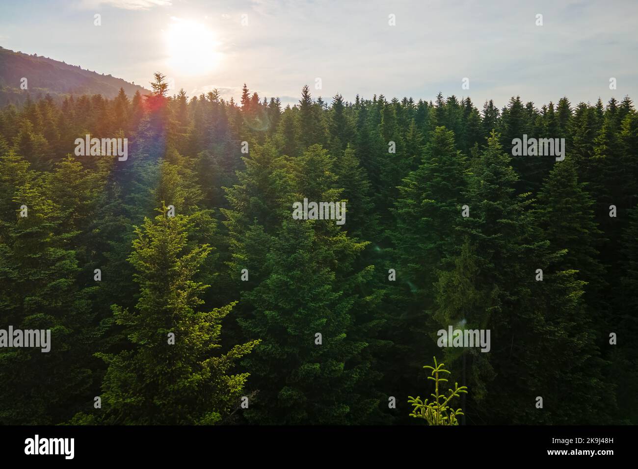 Aerial view of green pine forest with dark spruce trees. Nothern ...