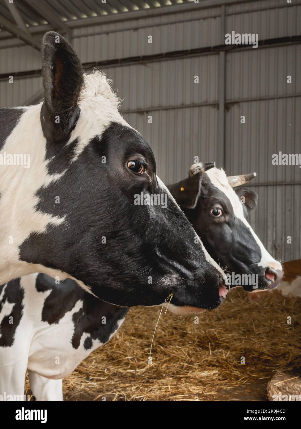 Close up portraits of black and white cows chewing hay. Herd of cows ...
