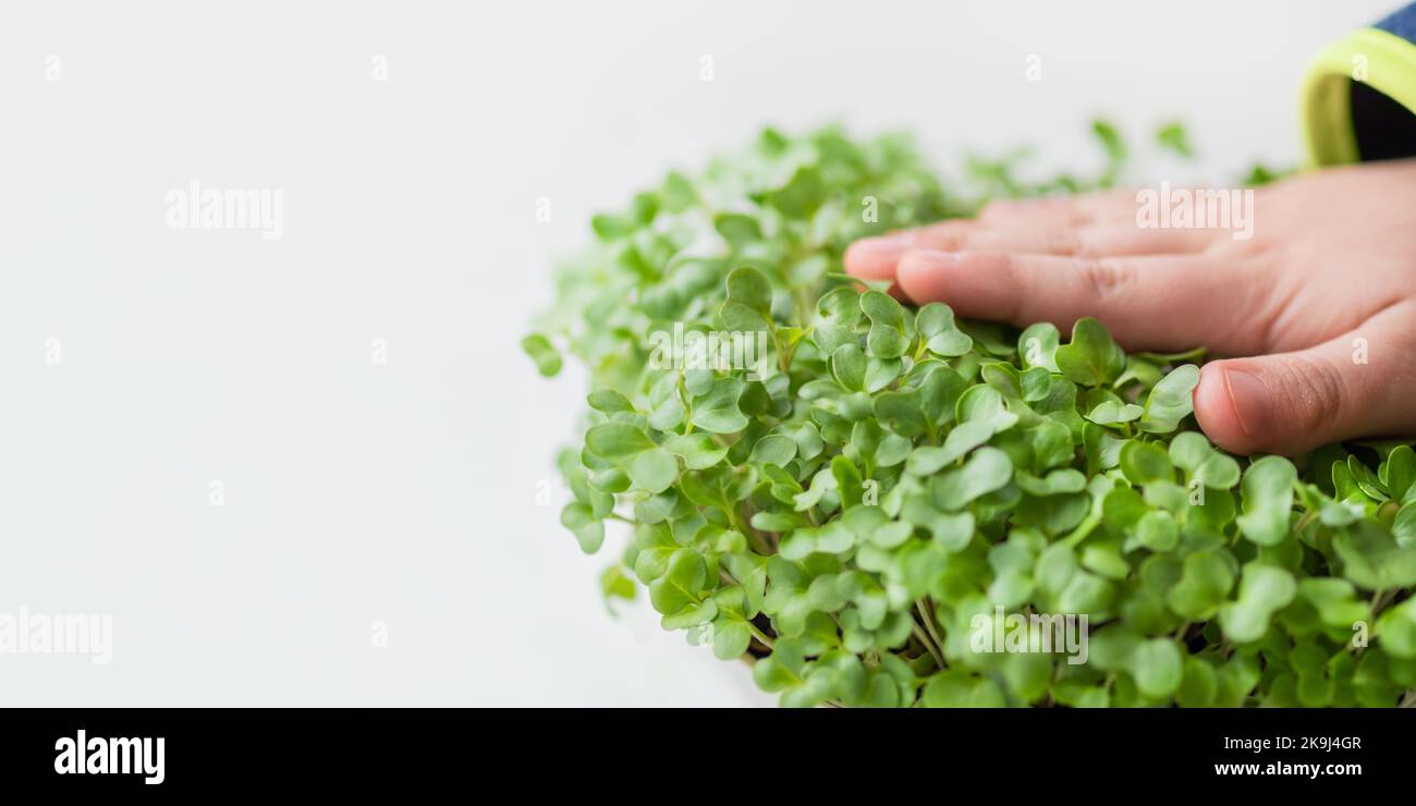 Little kid is touching micro greens. Growing micro plants at home for ...