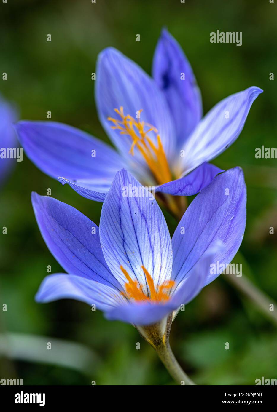 Mountain tulip that grows spontaneously in nature Stock Photo - Alamy