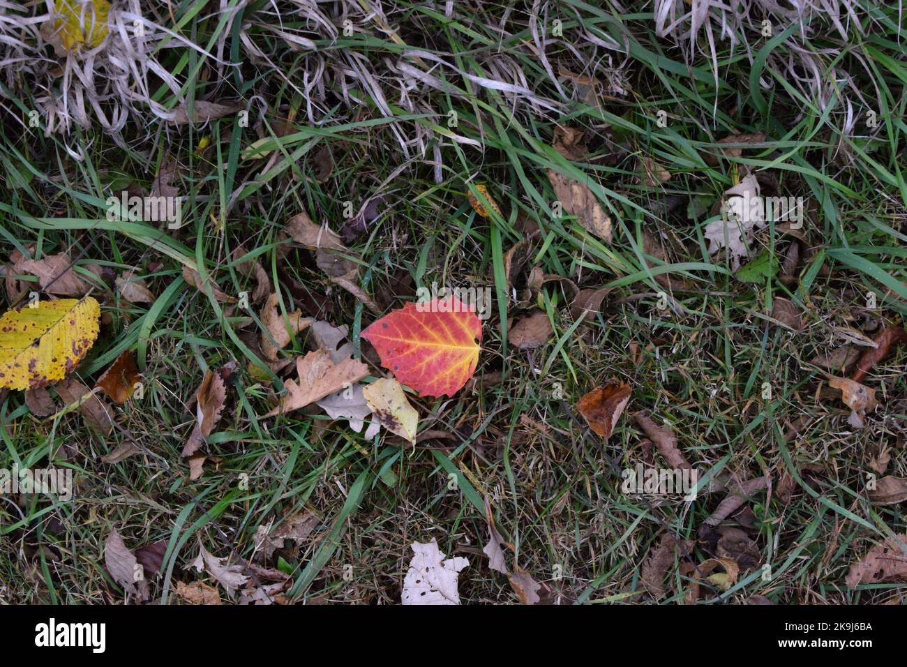 Fall colors at Donald County Park in Dane County WI Stock Photo - Alamy