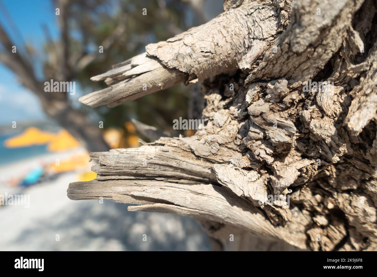 wonderful shapes of coastal trees Stock Photo - Alamy