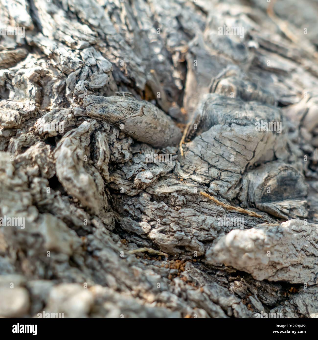 Tangled bark hi-res stock photography and images - Alamy