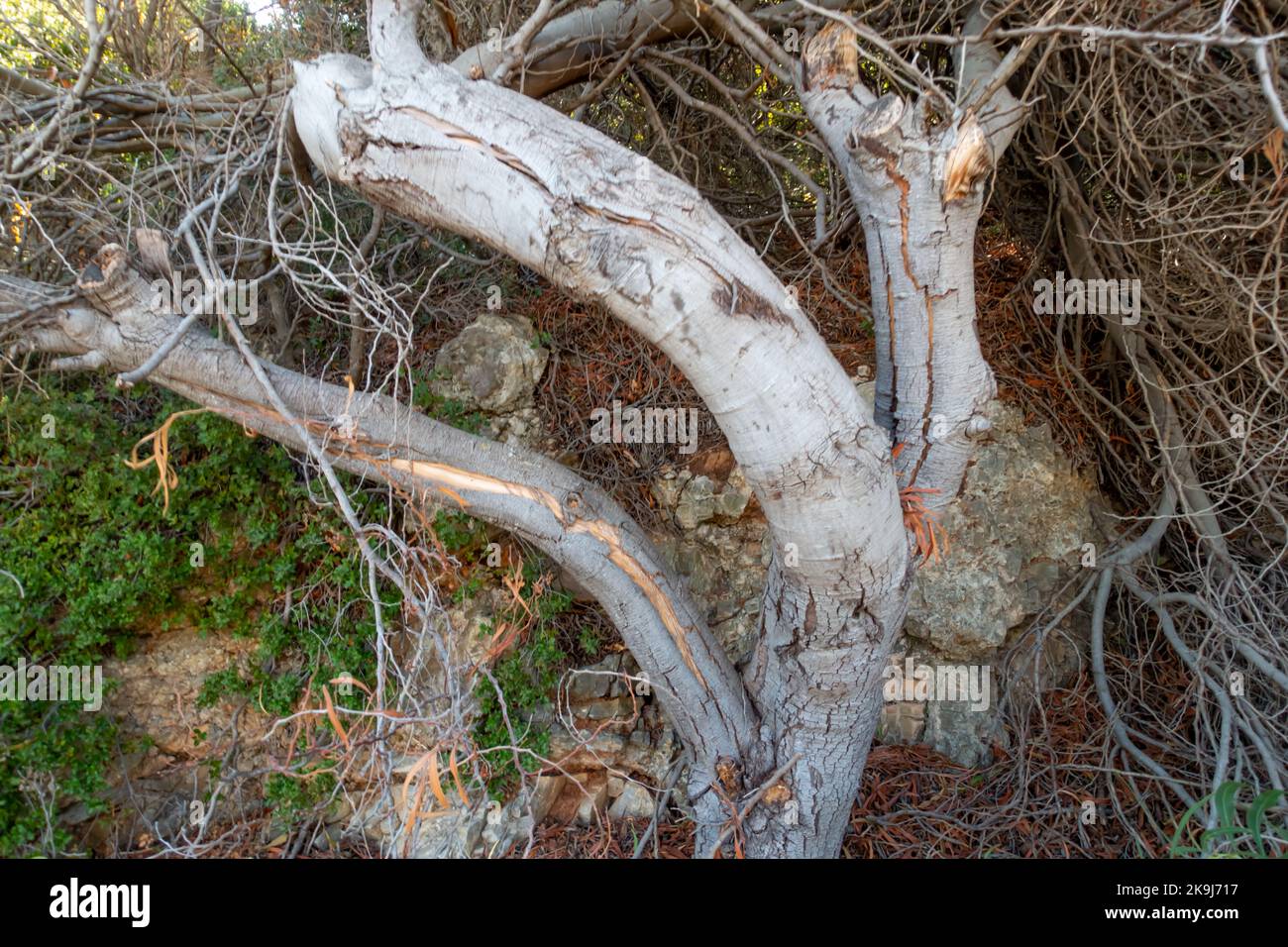 5. Tangled tree branches Stock Photo - Alamy