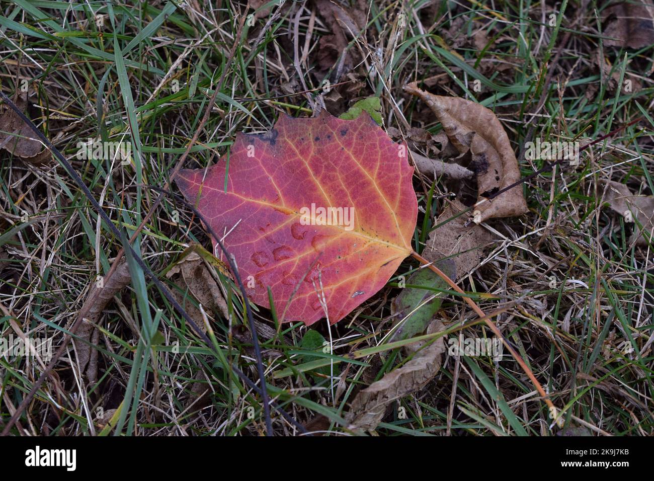 Fall colors at Donald County Park in Dane County WI Stock Photo - Alamy