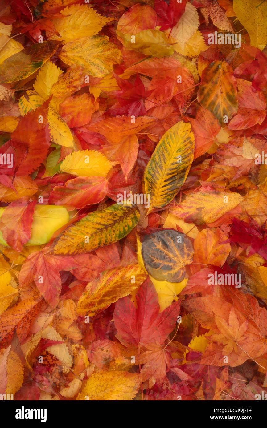 Autumn Leaf Collage Stock Photo - Alamy