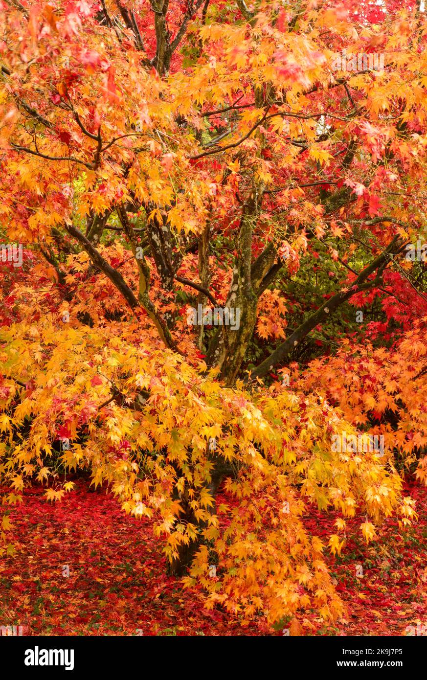 Acer leaves in trees in autumn splendours Stock Photo - Alamy