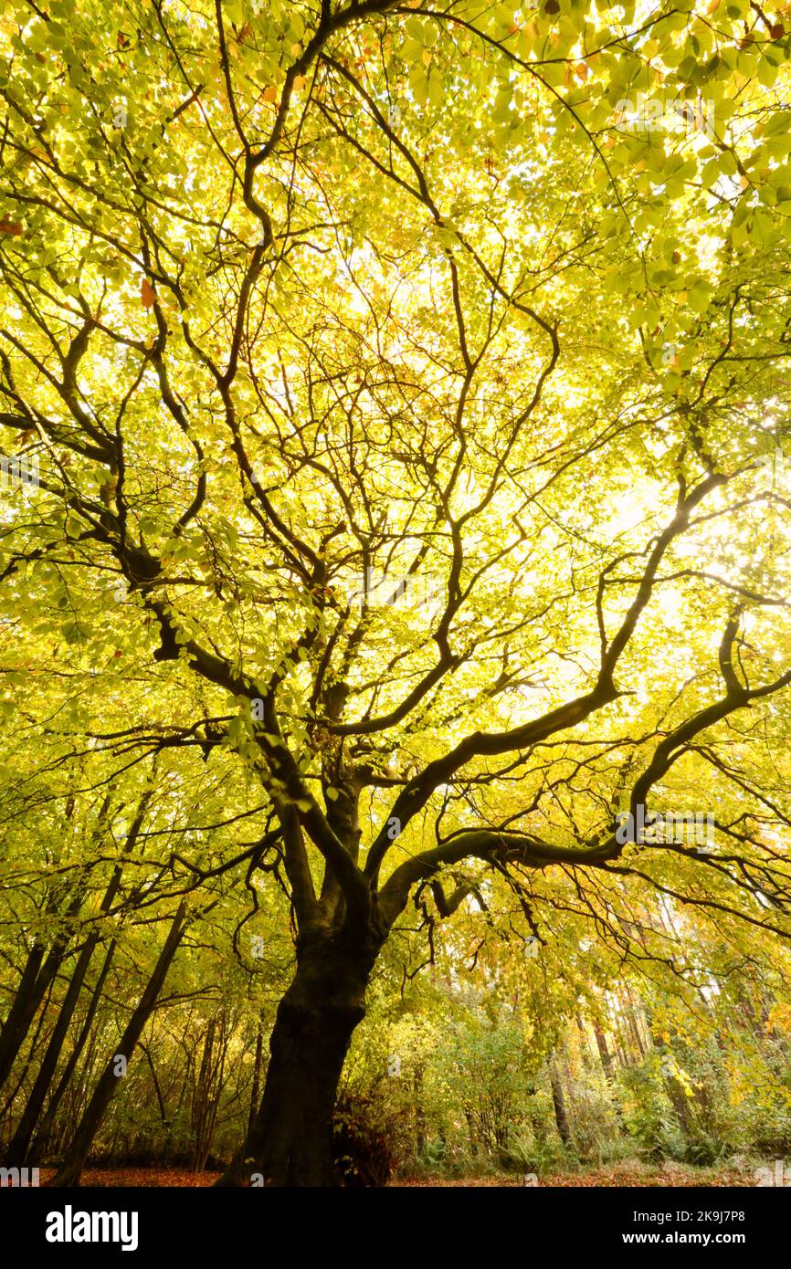 Beech tree in autumn Stock Photo - Alamy