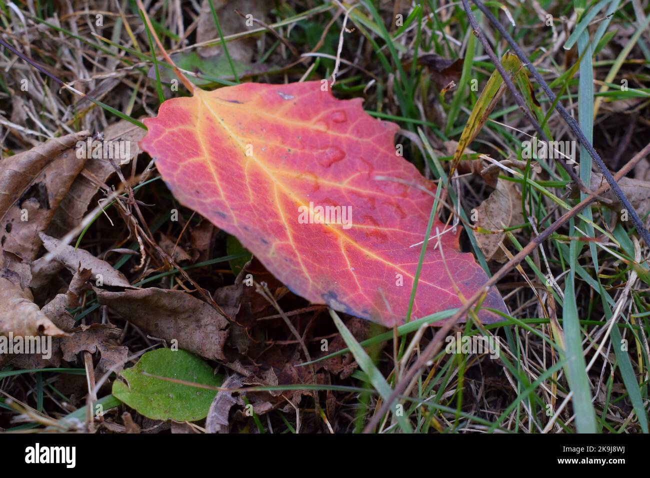 Fall colors at Donald County Park in Dane County WI Stock Photo - Alamy