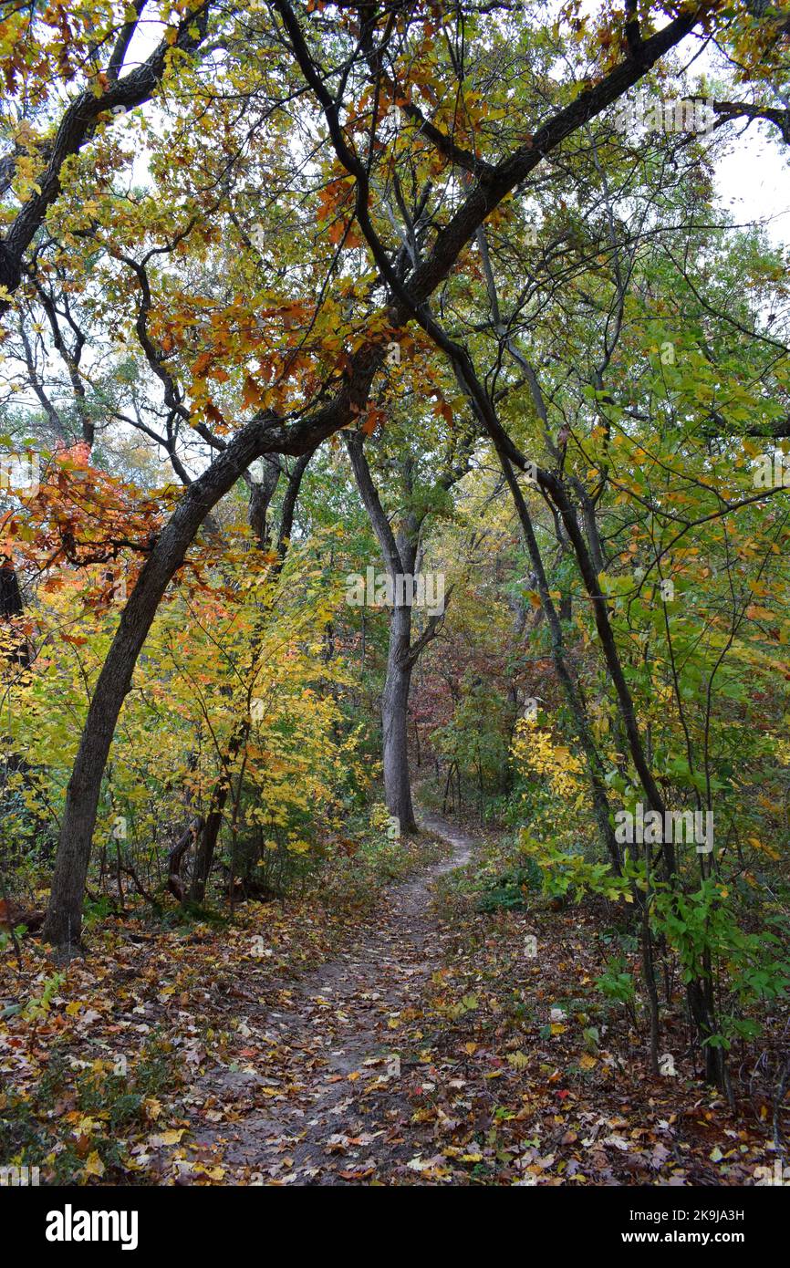 Fall colors at Donald County Park in Dane County WI Stock Photo - Alamy