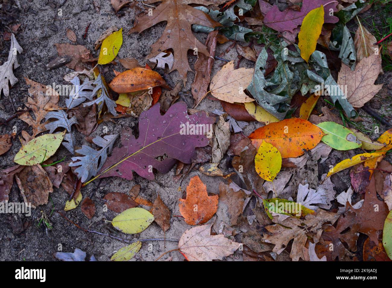 Fall colors at Donald County Park in Dane County WI Stock Photo - Alamy