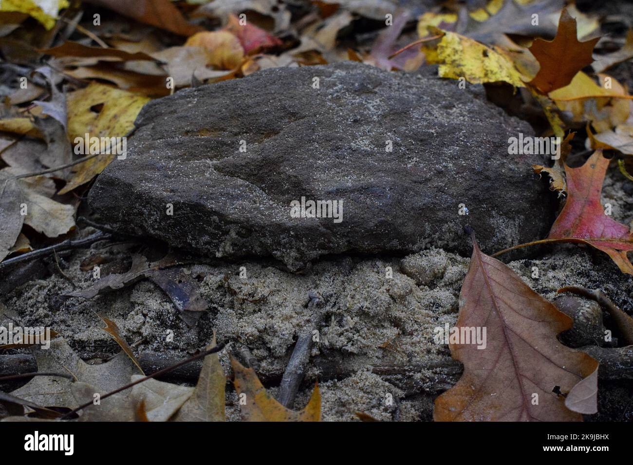 Fall colors at Donald County Park in Dane County WI Stock Photo - Alamy
