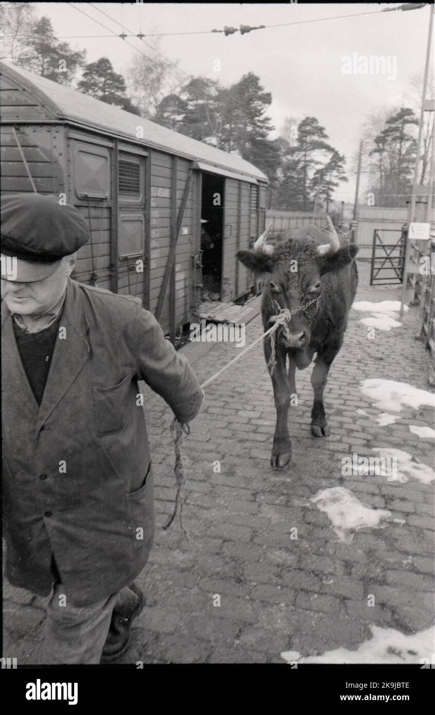 Animal transport. State Railways, SJ G freight wagon Stock Photo - Alamy