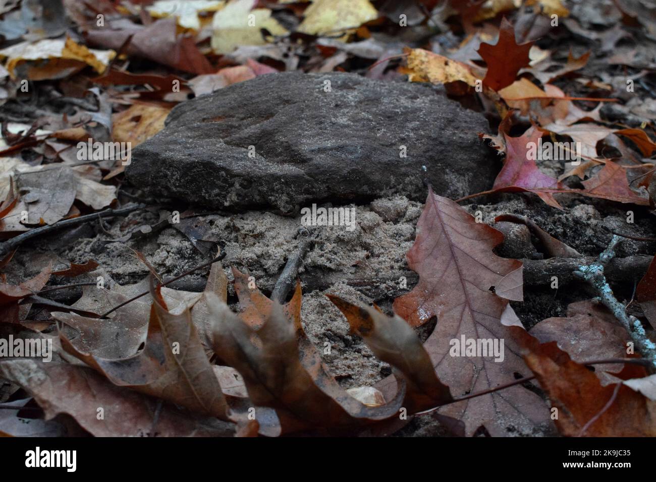 Fall colors at Donald County Park in Dane County WI Stock Photo - Alamy