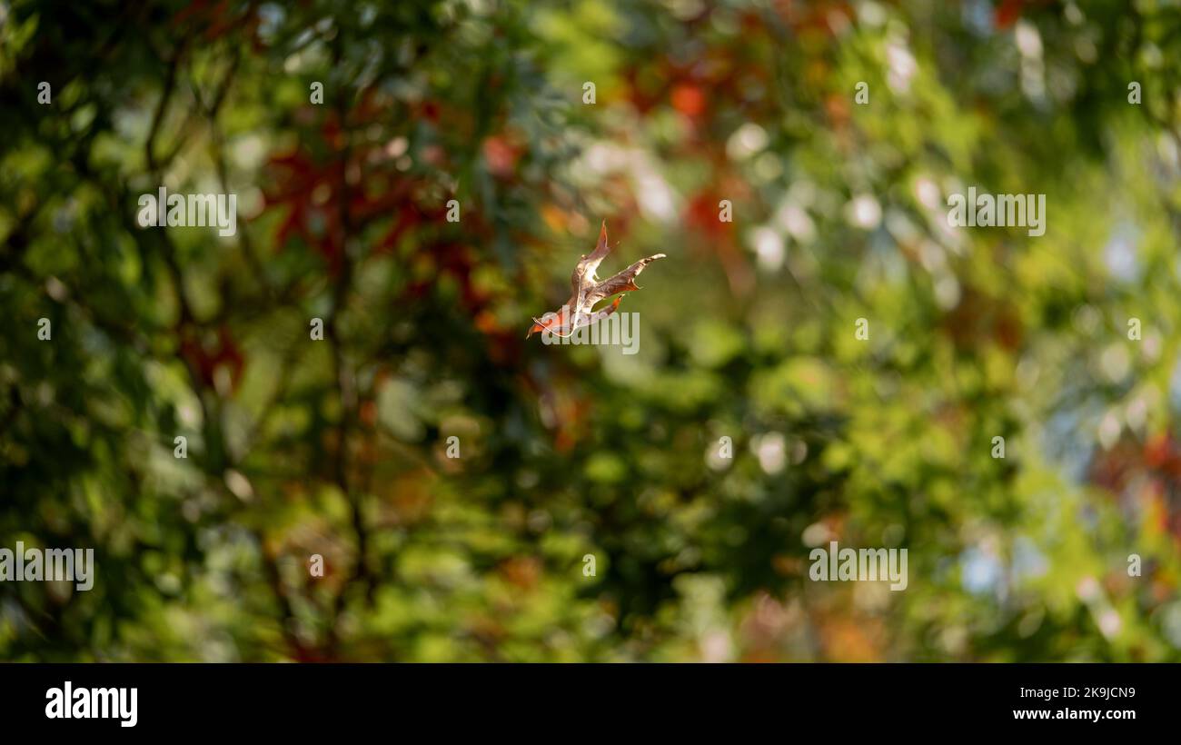 A oak leaf suspended under a large oak tree by a invisible spider ...