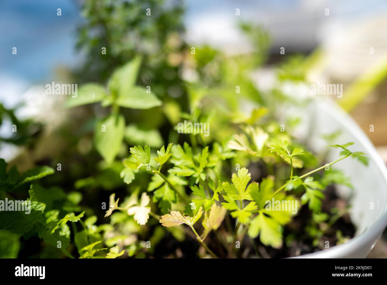 Growing plants on a boat hi-res stock photography and images - Alamy