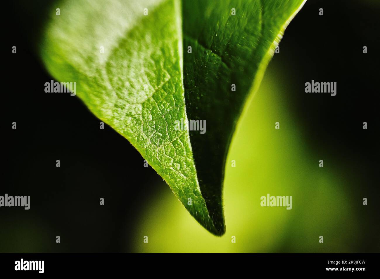 Macro Leaf Tip Stock Photo - Alamy