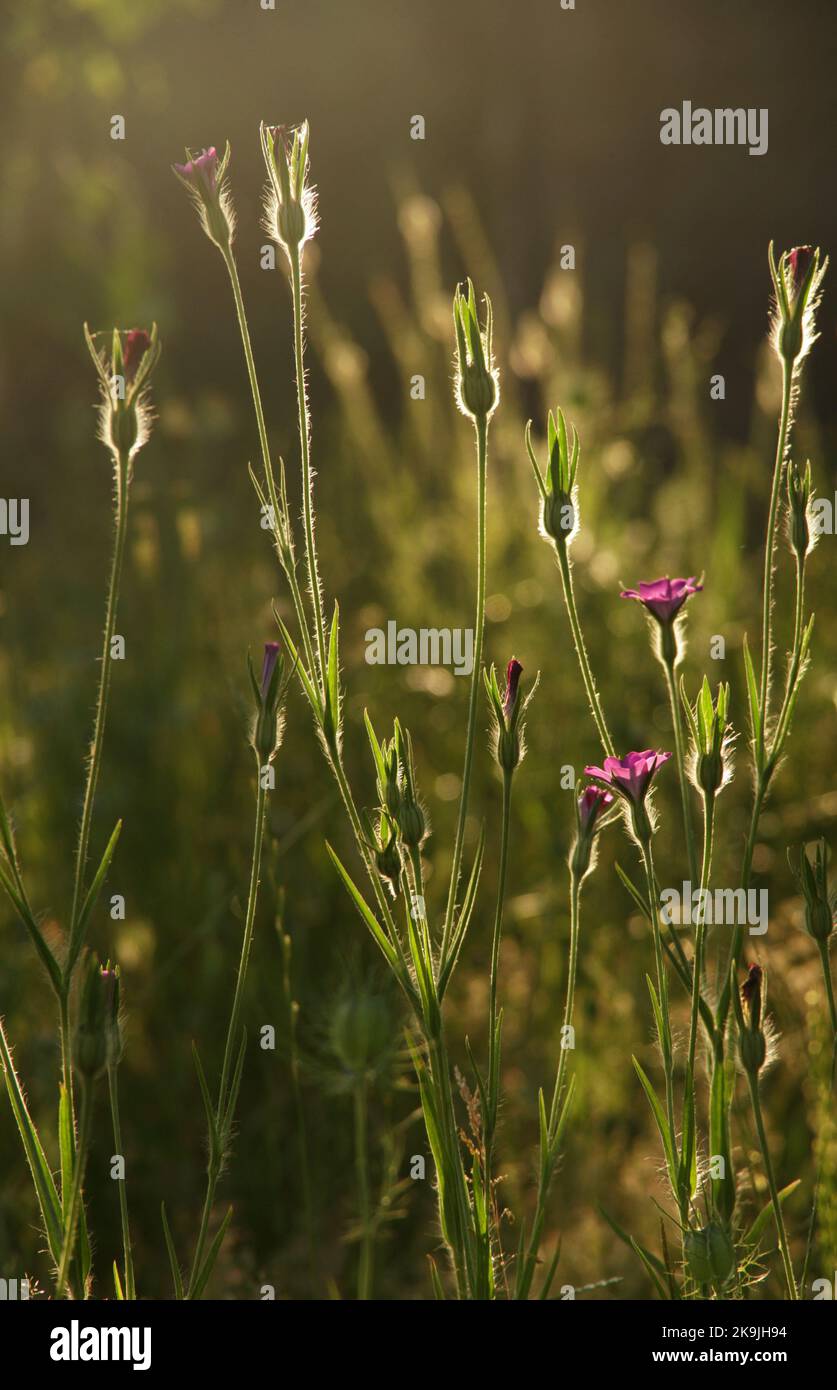 Corncockle, a traditional cornfield wildflower growing a wild sowing in ...