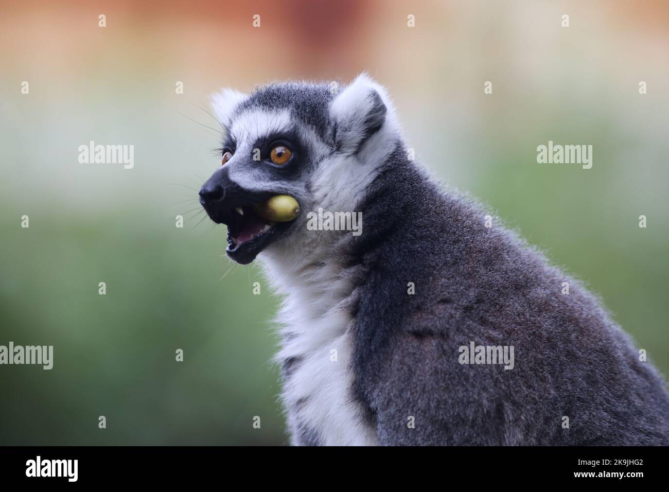 Ring tailed lemur Stock Photo - Alamy