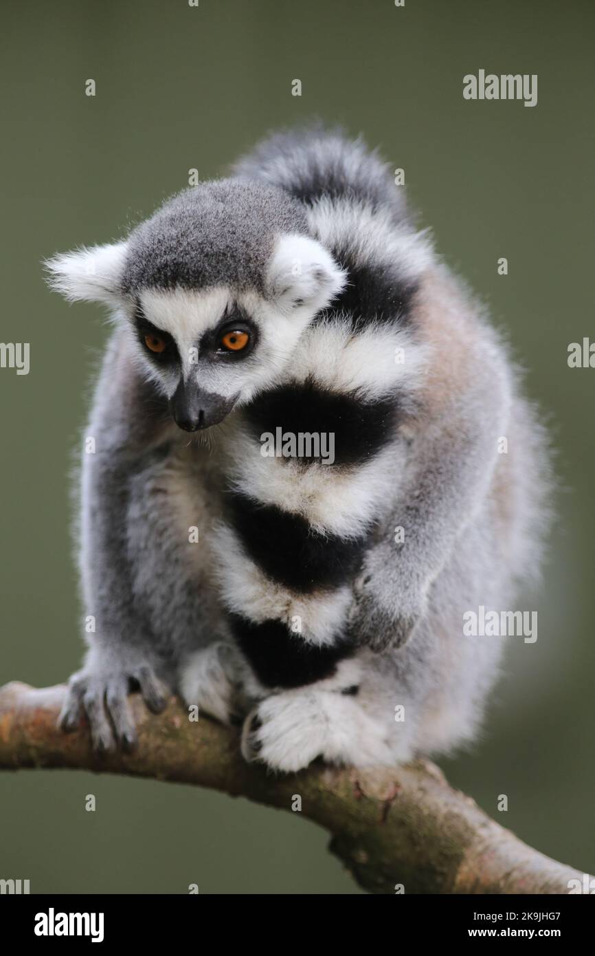 Ring tailed lemur Stock Photo - Alamy