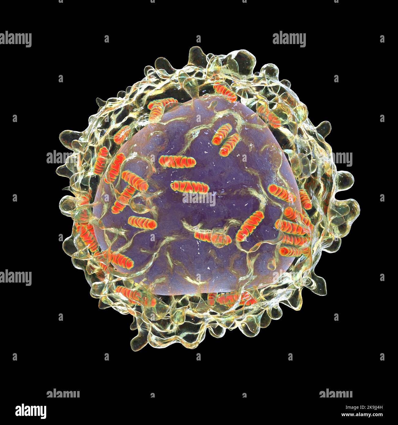 Leukaemia white blood cell with mitochondria, illustration Stock Photo ...