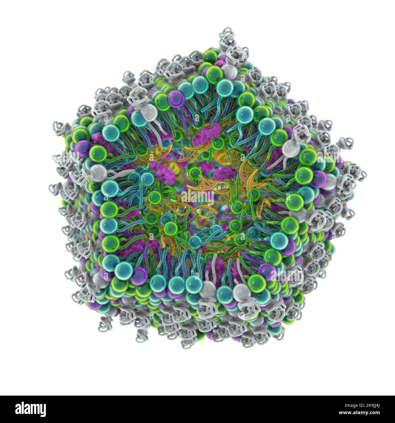 Lipid nanoparticle delivery system hi-res stock photography and images ...
