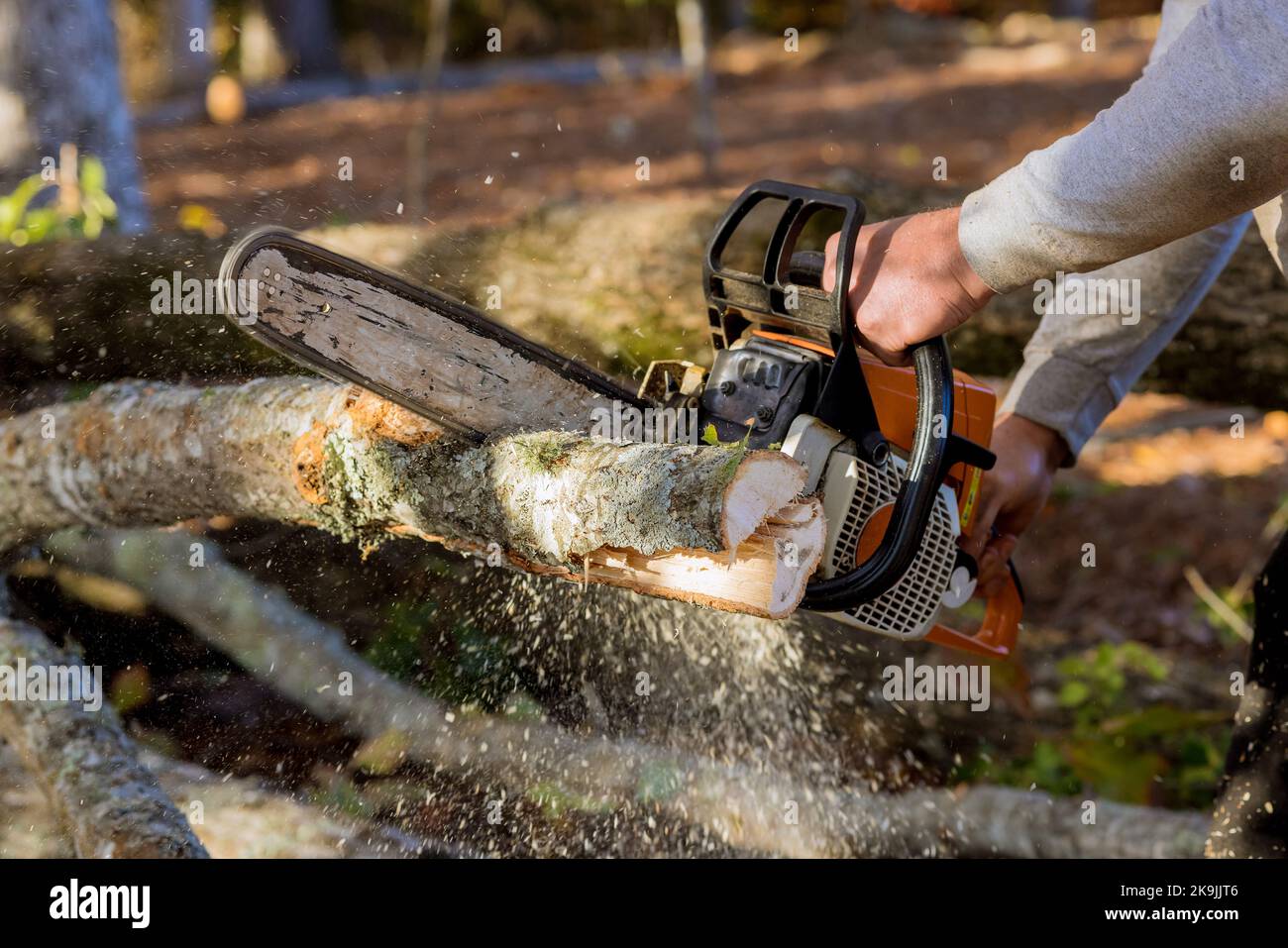 In autumn park worker is cutting down trees that fell after strong ...