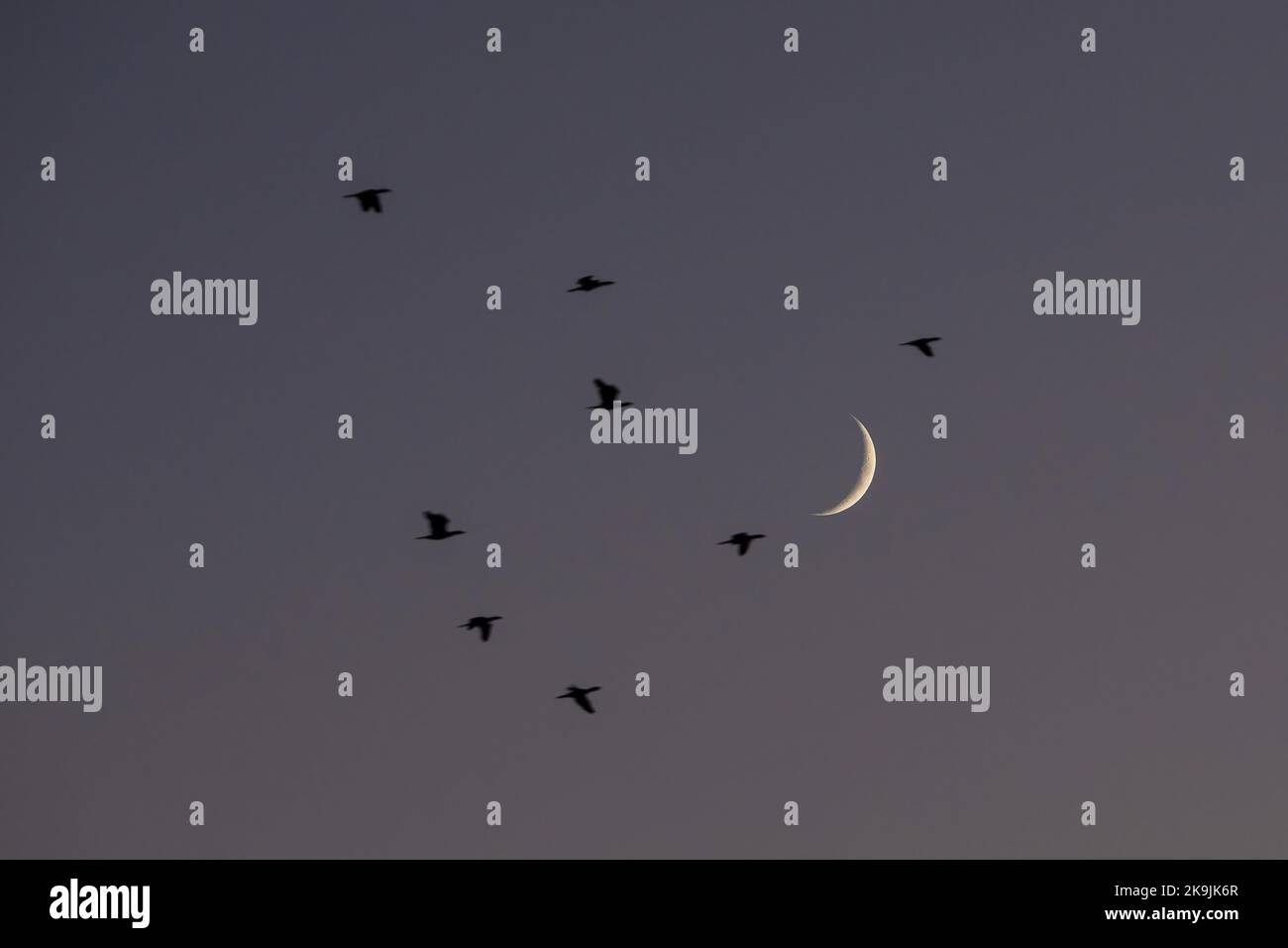Birds fly in the sky with a background of the crescent moon after ...
