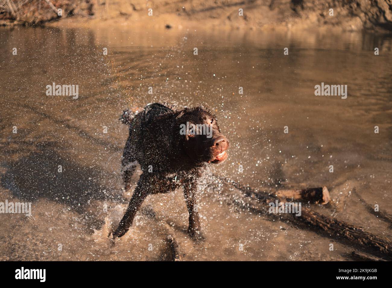 Wet dog shakes his wet fur and makes a funny face - Labrador Stock ...