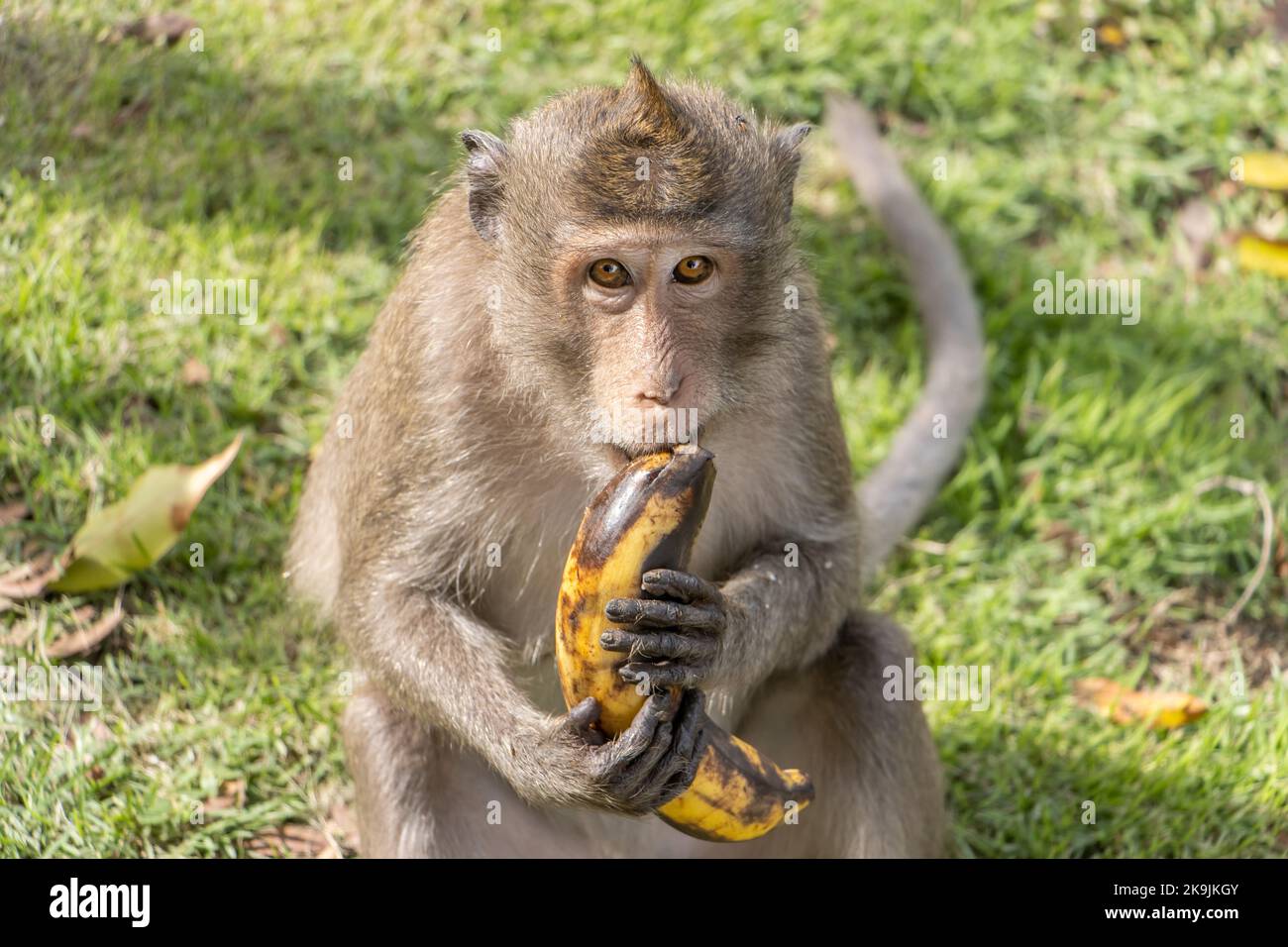 Macaque monkey eating banana in nature Stock Photo - Alamy