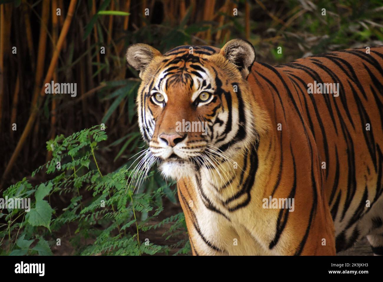 Malayan tiger wild hi-res stock photography and images - Alamy