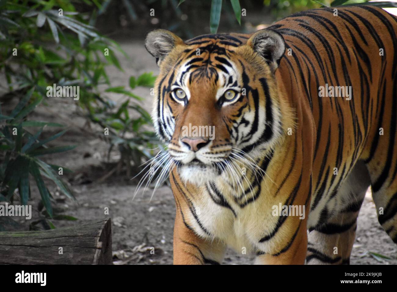 The malayan tiger hi-res stock photography and images - Alamy