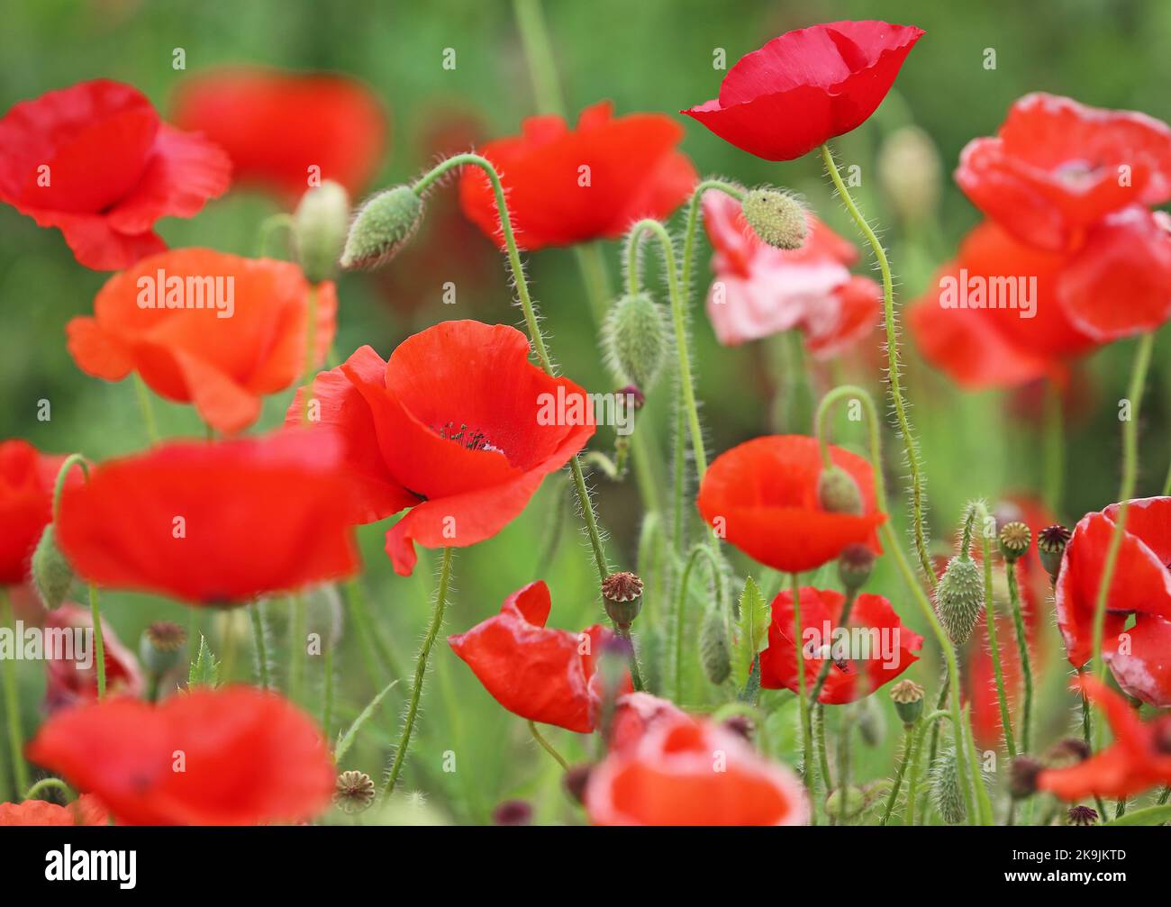 Red poppy flowers close hi-res stock photography and images - Alamy