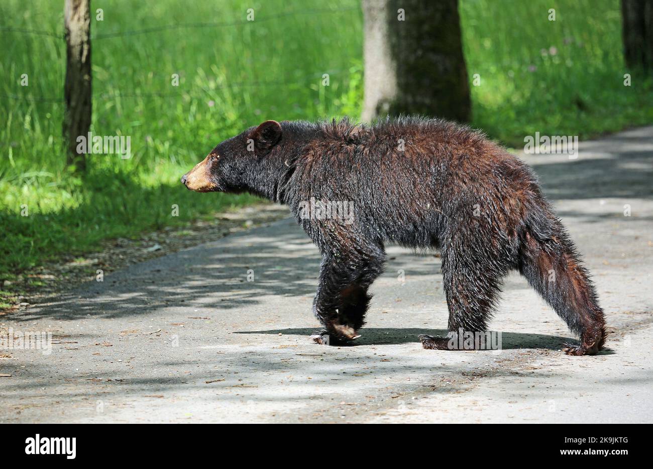 Black bear crossing road - Tennessee Stock Photo - Alamy