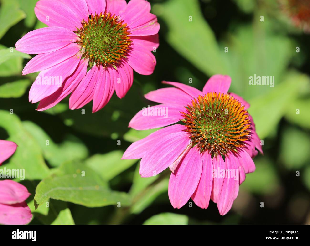Pink cone hi-res stock photography and images - Alamy