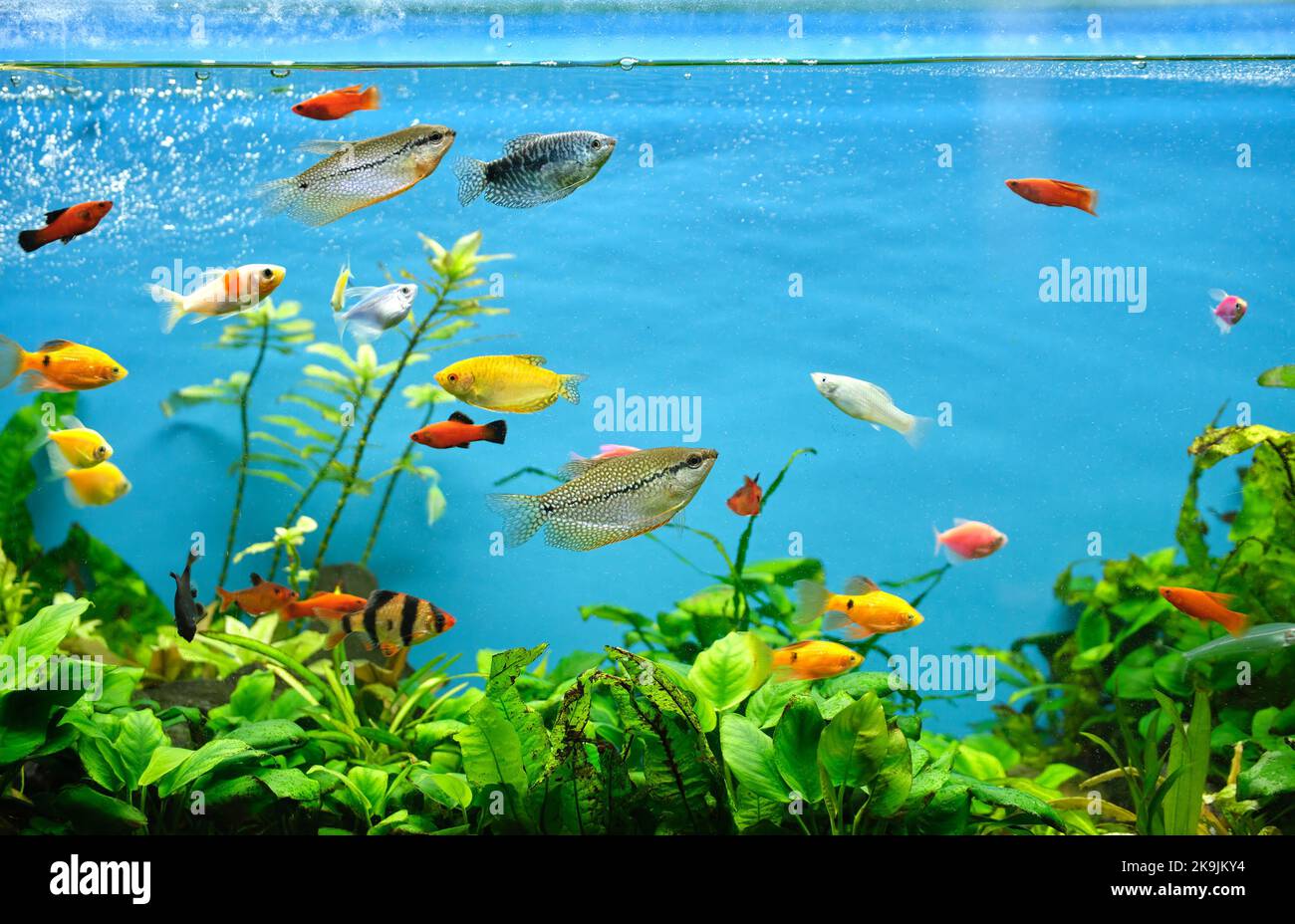 Colorful exotic fish swimming in deep blue water aquarium with green ...